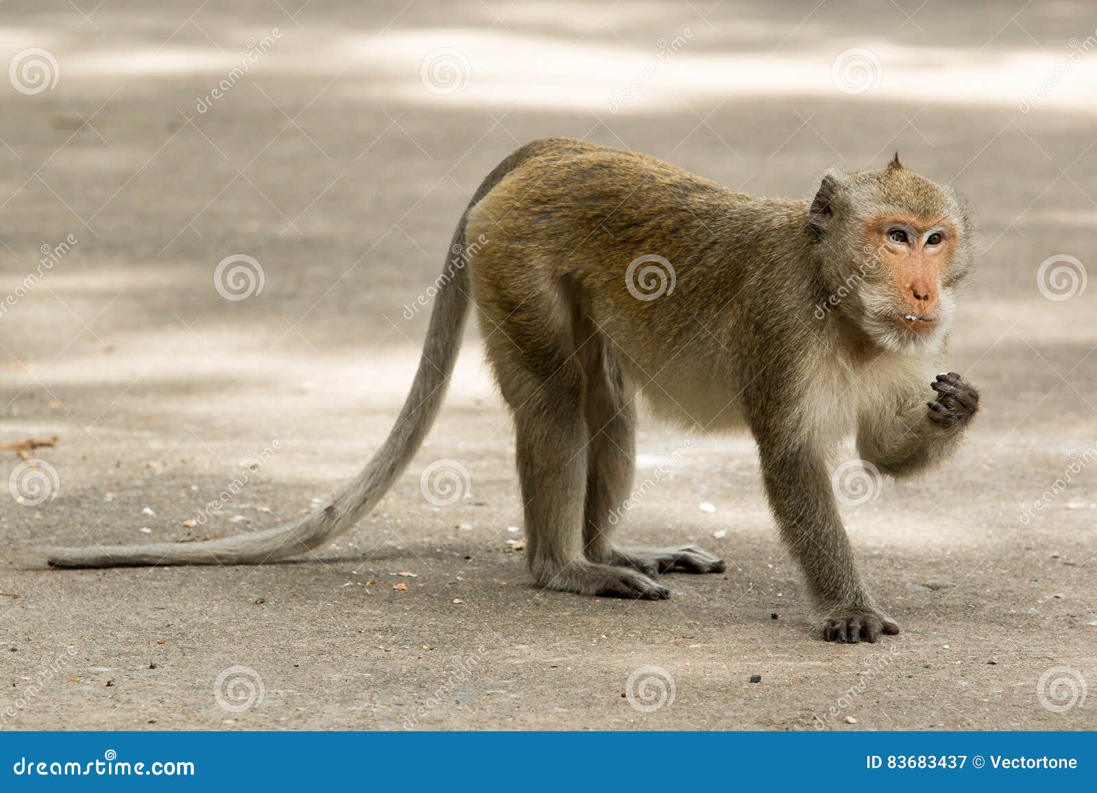 Street monkey walking. stock image. Image of animal, pedestrian - 83683437