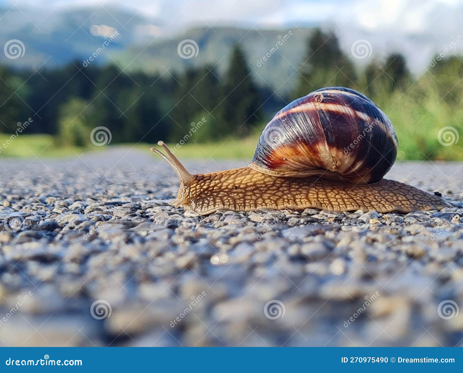 Street mountain snail stock photo. Image of insect, plant - 270975490