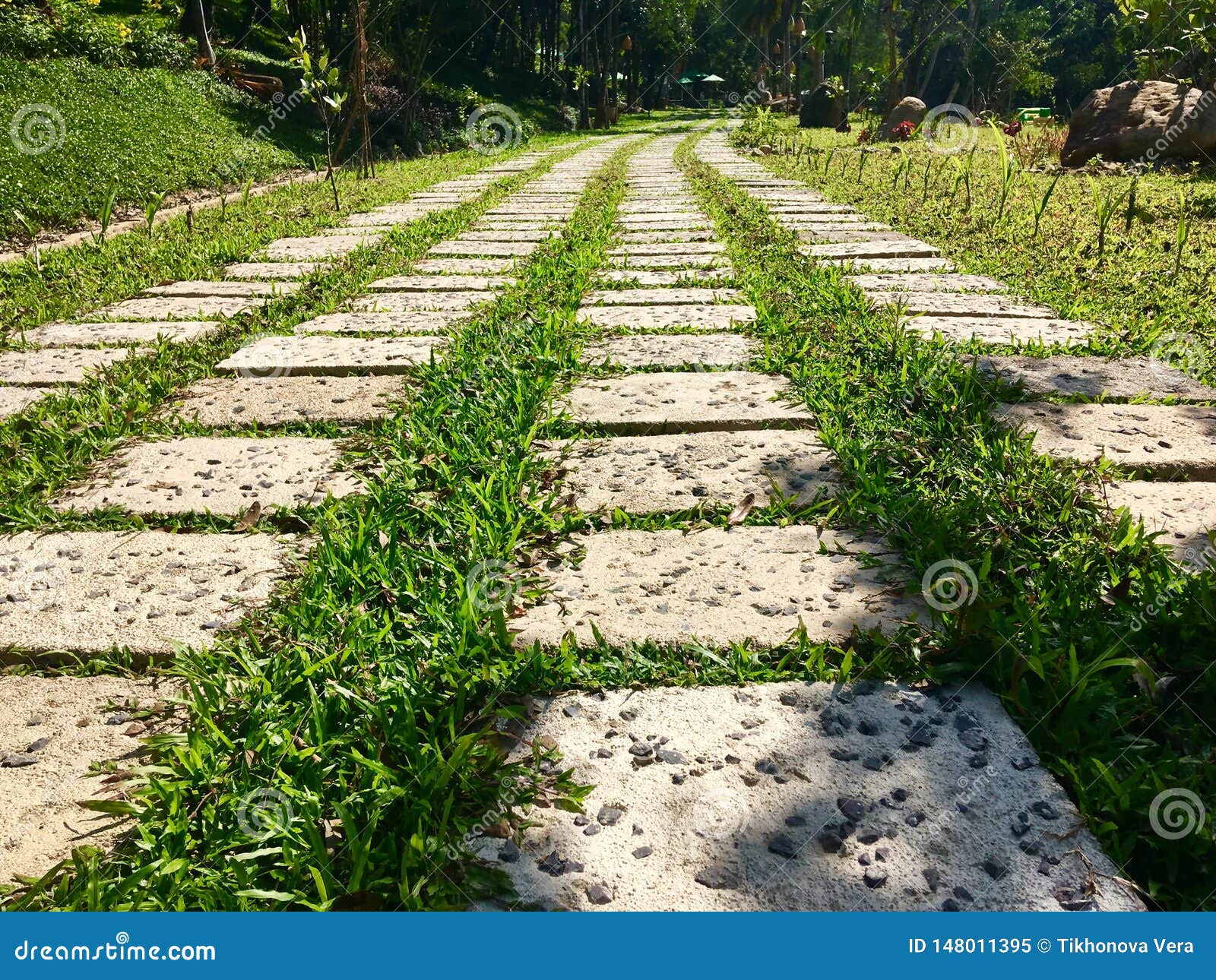 Street Path Paved with Concrete Tiles between Which Grass Grows Stock ...