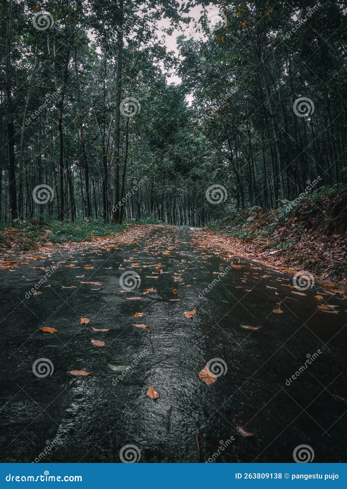 Street Rain Tree Wet Fall Nature Forest Stock Photo - Image of tree ...
