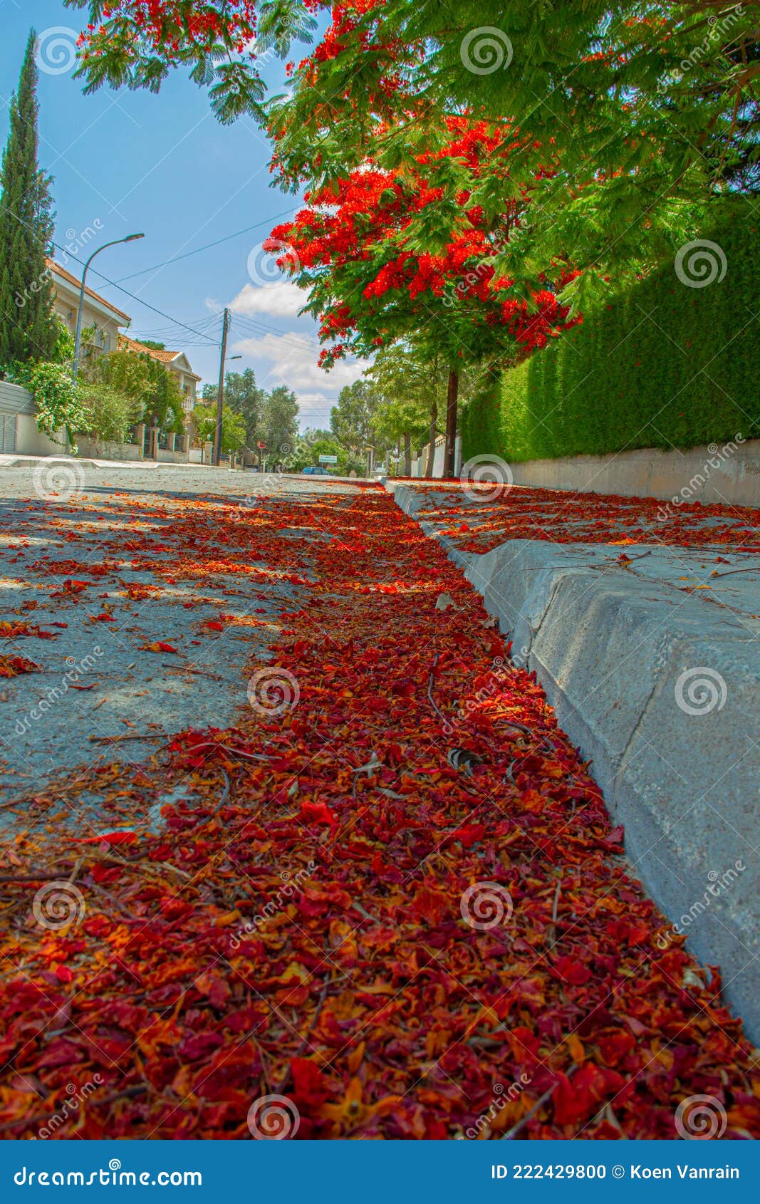 Red flame tree stock photo. Image of wall, cyprus, street - 222429800