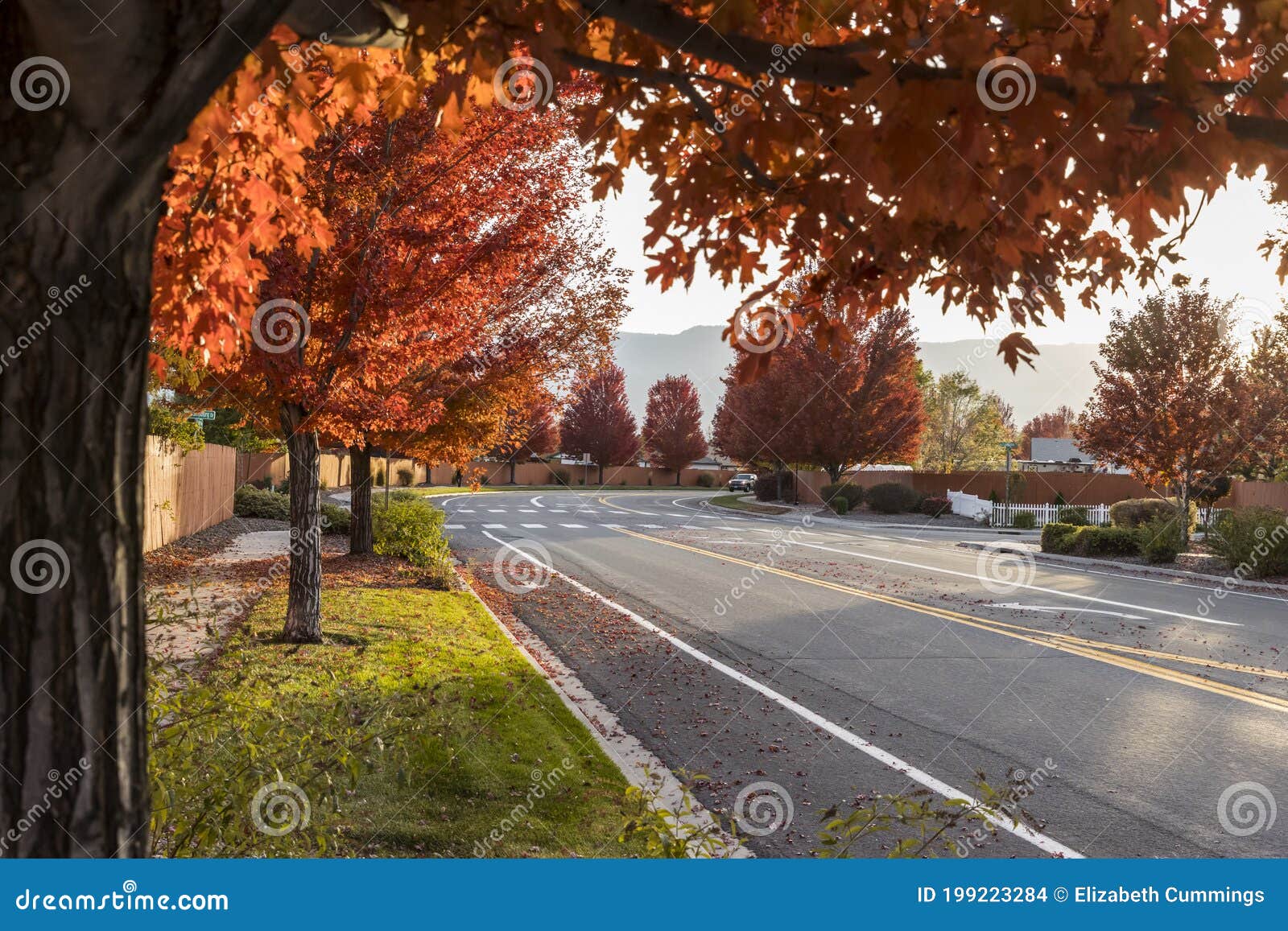Street Running through Autumn Colored Trees Lined Area with Crosswalks ...