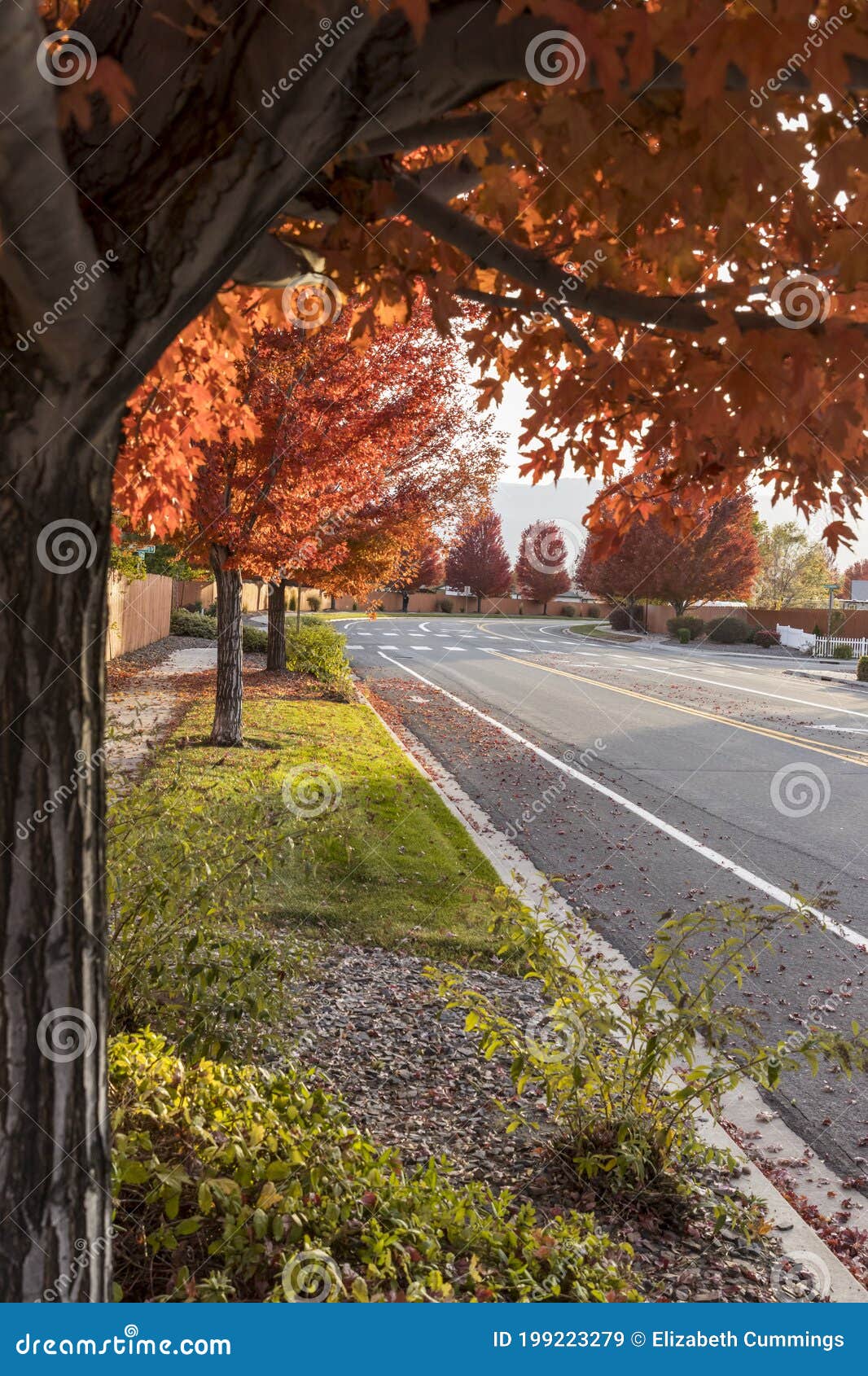 Street Running through a Tree Lined Area with Crosswalks and Sidewalks ...