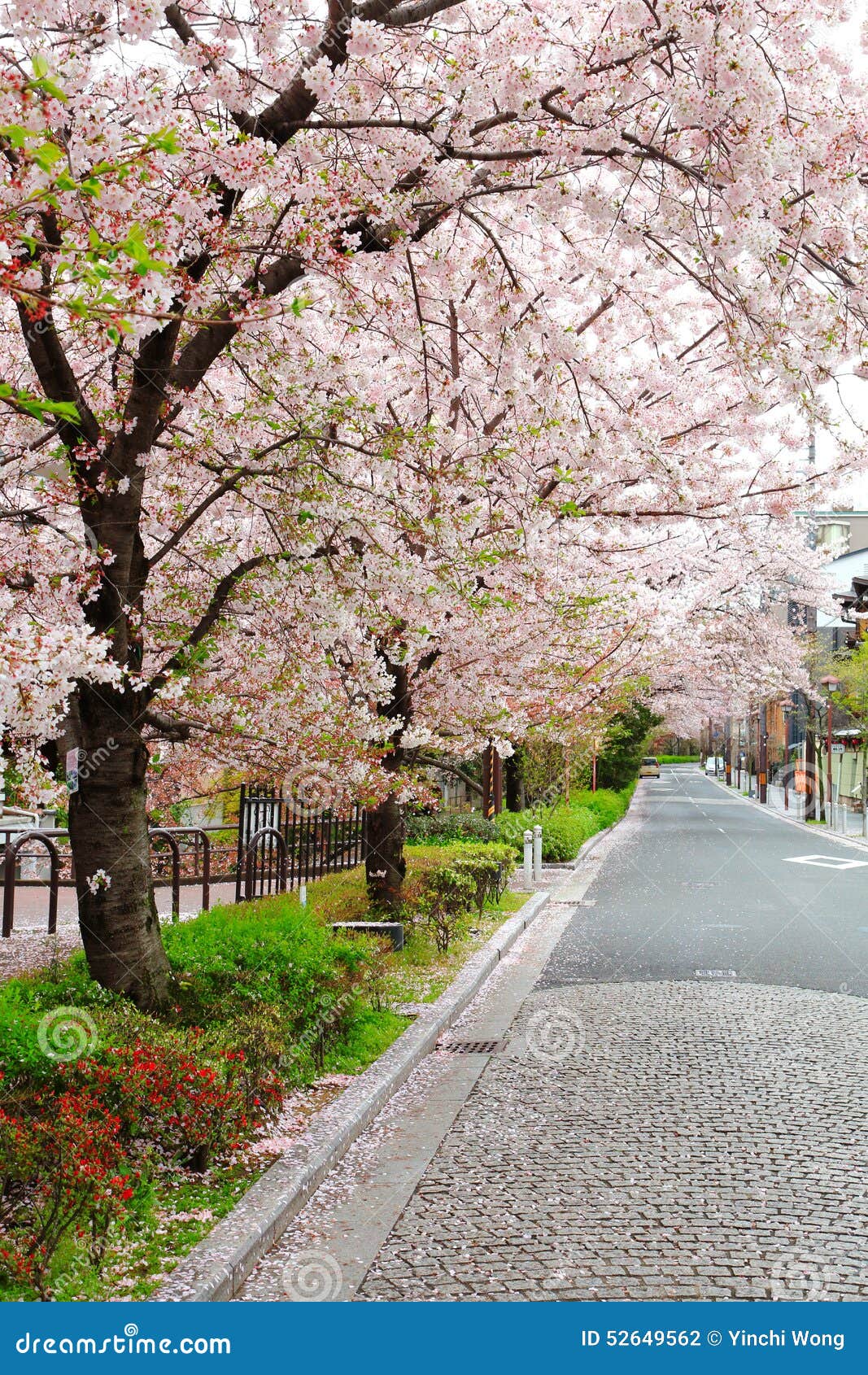 Street of Sakura trees stock photo. Image of sakura, blossom - 52649562