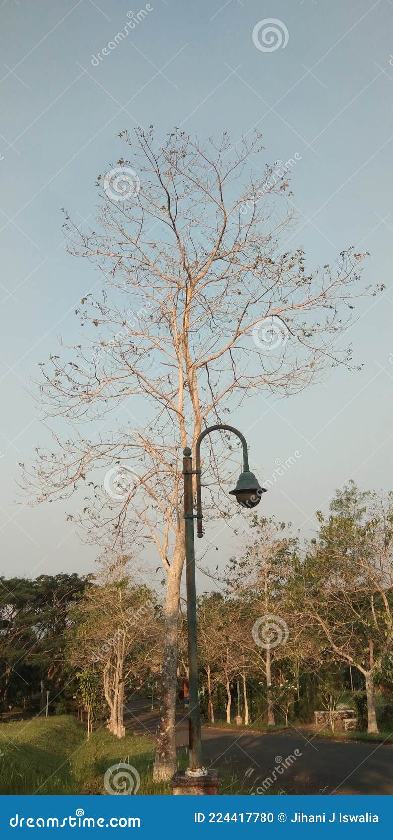 Street Scenery Decorated with Trees and Street Lights Stock Photo ...