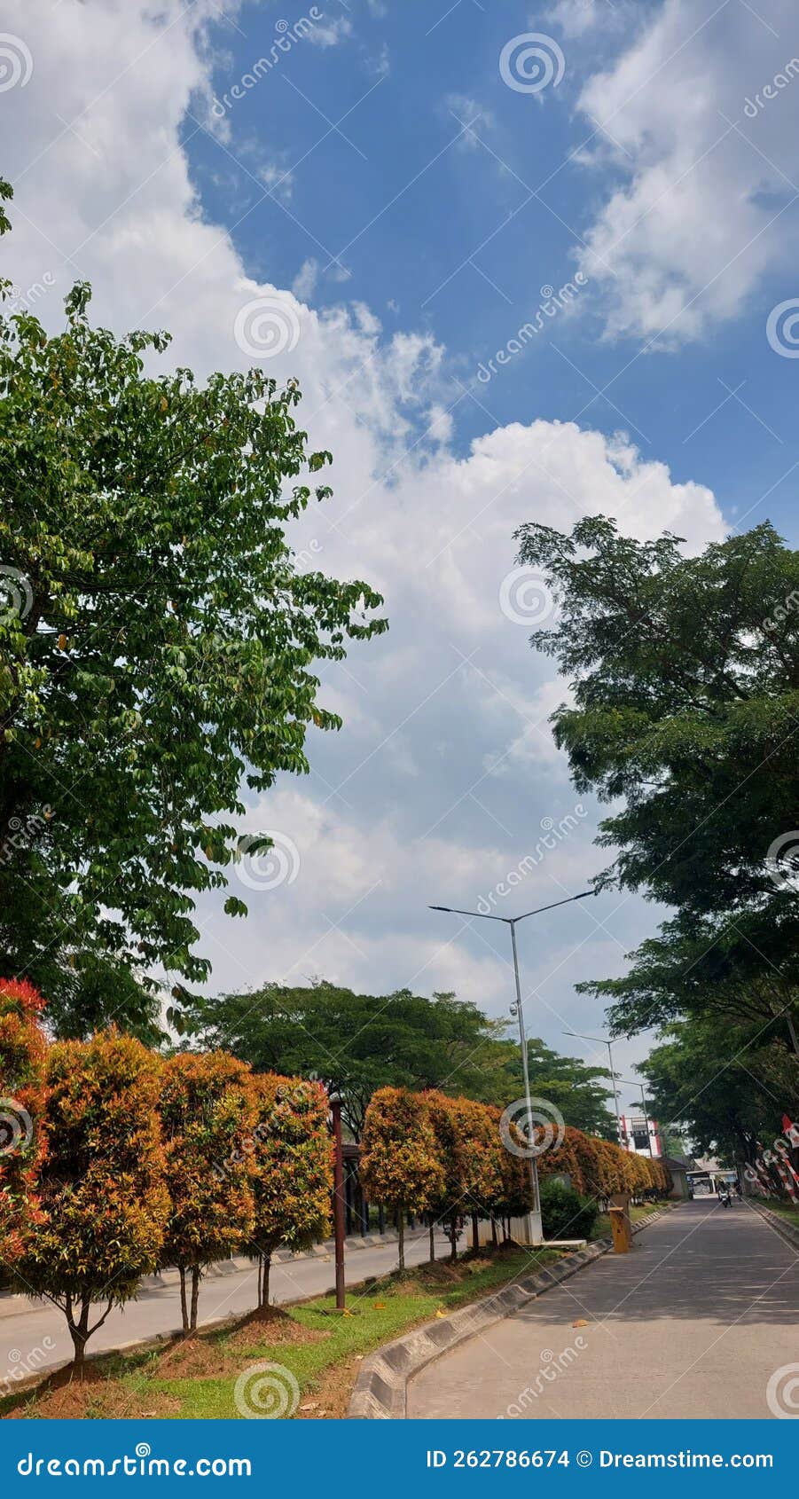 Street sky view stock photo. Image of green, grass, branch - 262786674