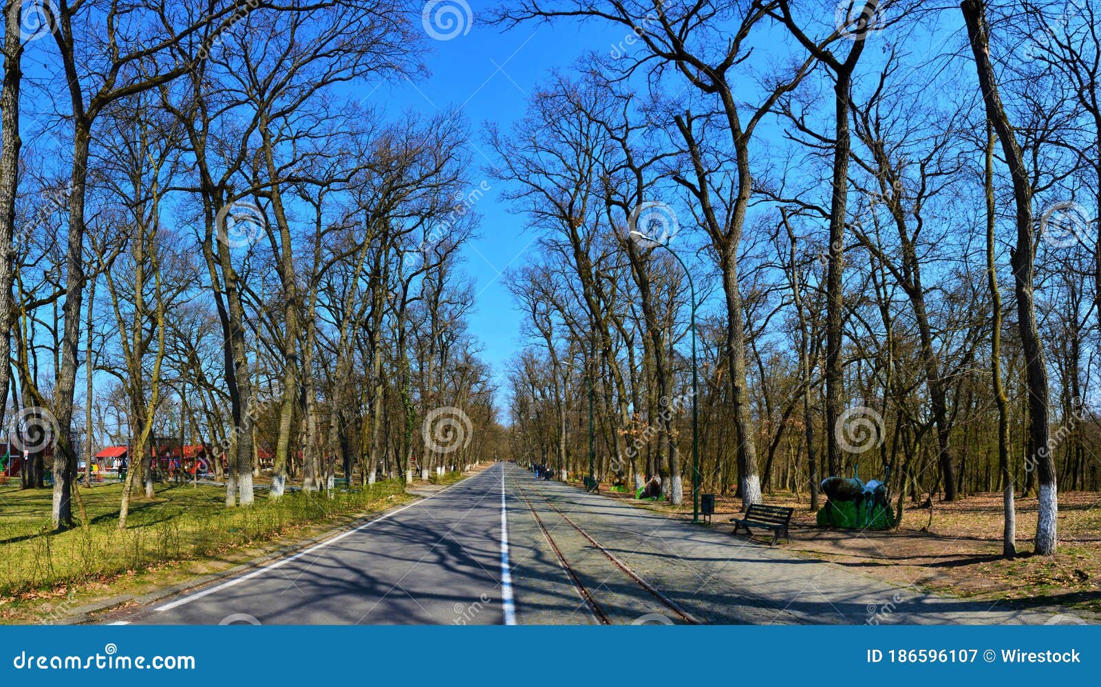 Street Surrounded by Dry Trees in the Rural Area Stock Image - Image of ...