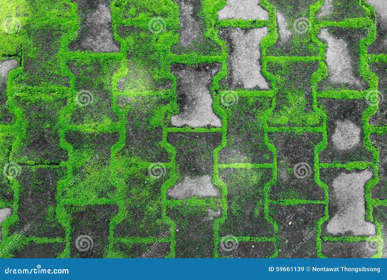 Street tiles with moss stock image. Image of pedestrian - 59661139