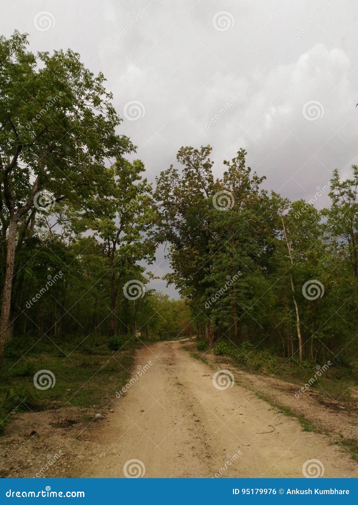 Street stock photo. Image of road, soil, forest, natural - 95179976