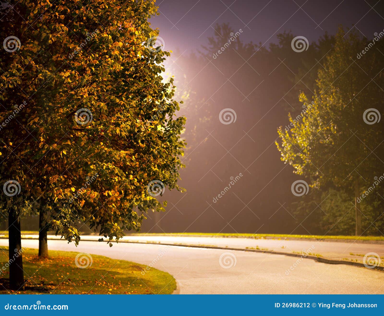 Street with Tree in Evening Stock Photo - Image of street, evening ...