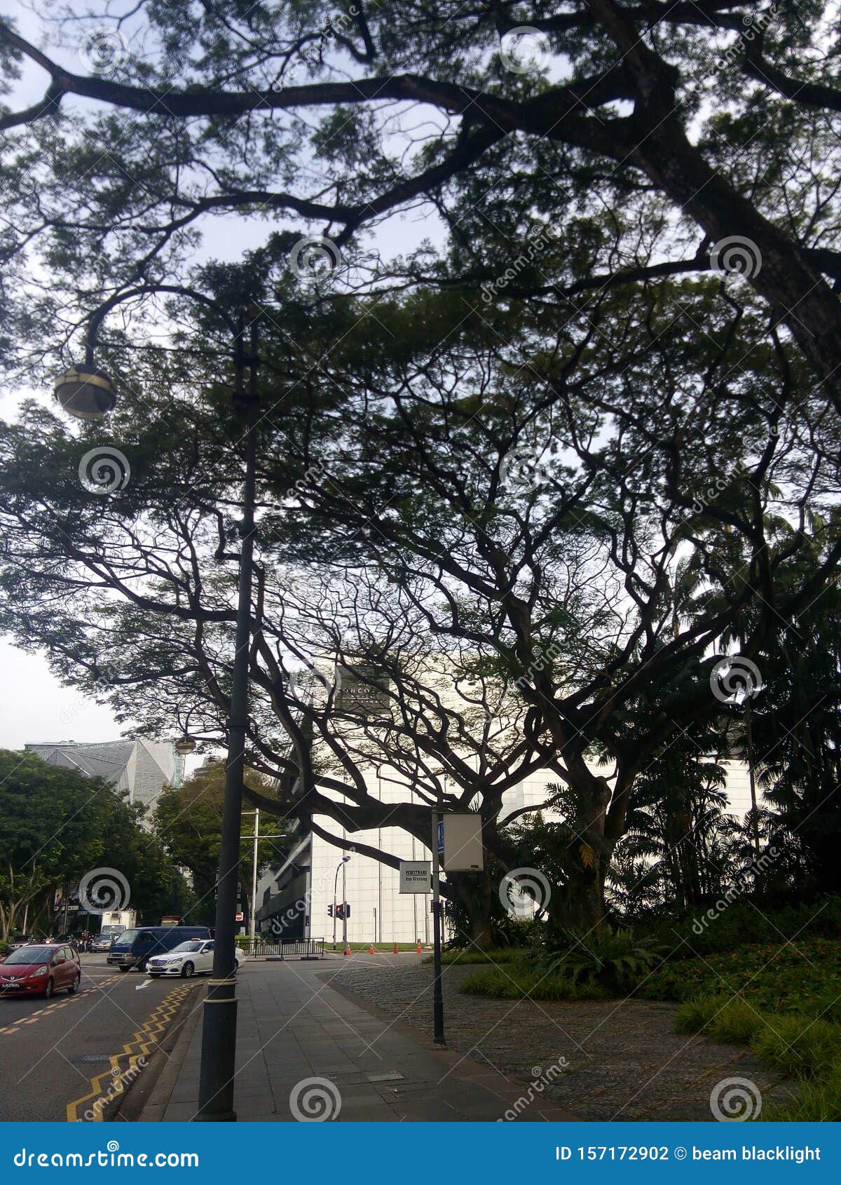 Street stock photo. Image of tree, street, view, singapore - 157172902