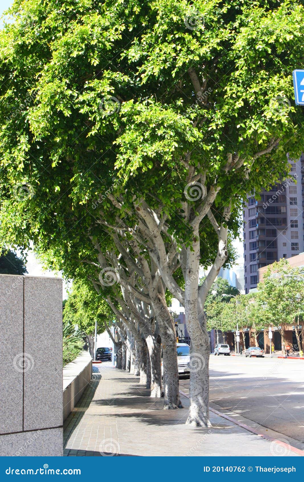 Street Trees stock photo. Image of color, park, leaf - 20140762