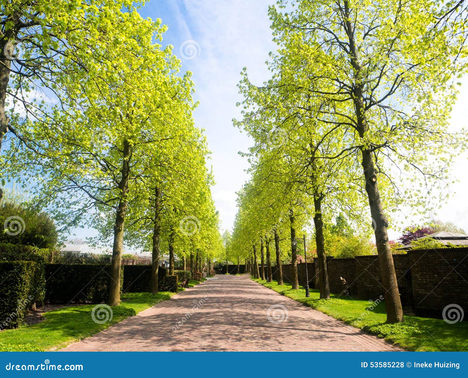 Street with Trees in Springtime Stock Photo - Image of landschap ...