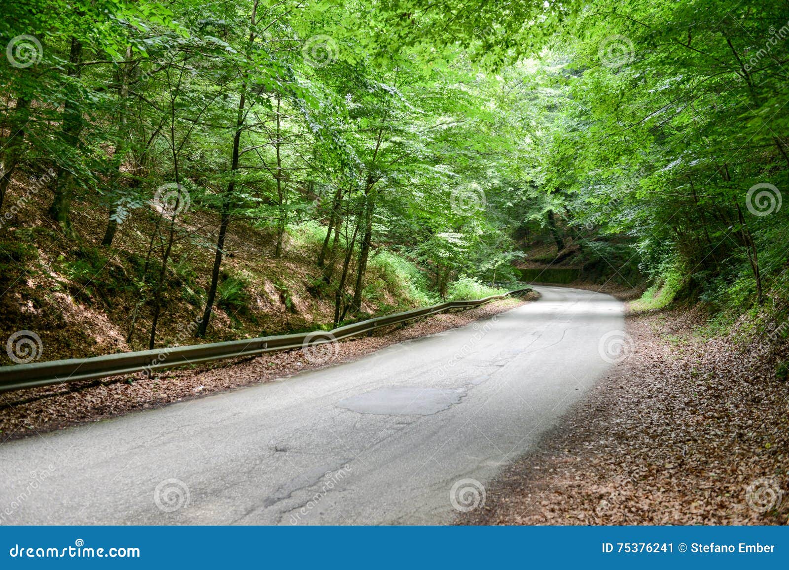 Street on Umbra Forest at Gargano Stock Image - Image of relax, happy ...