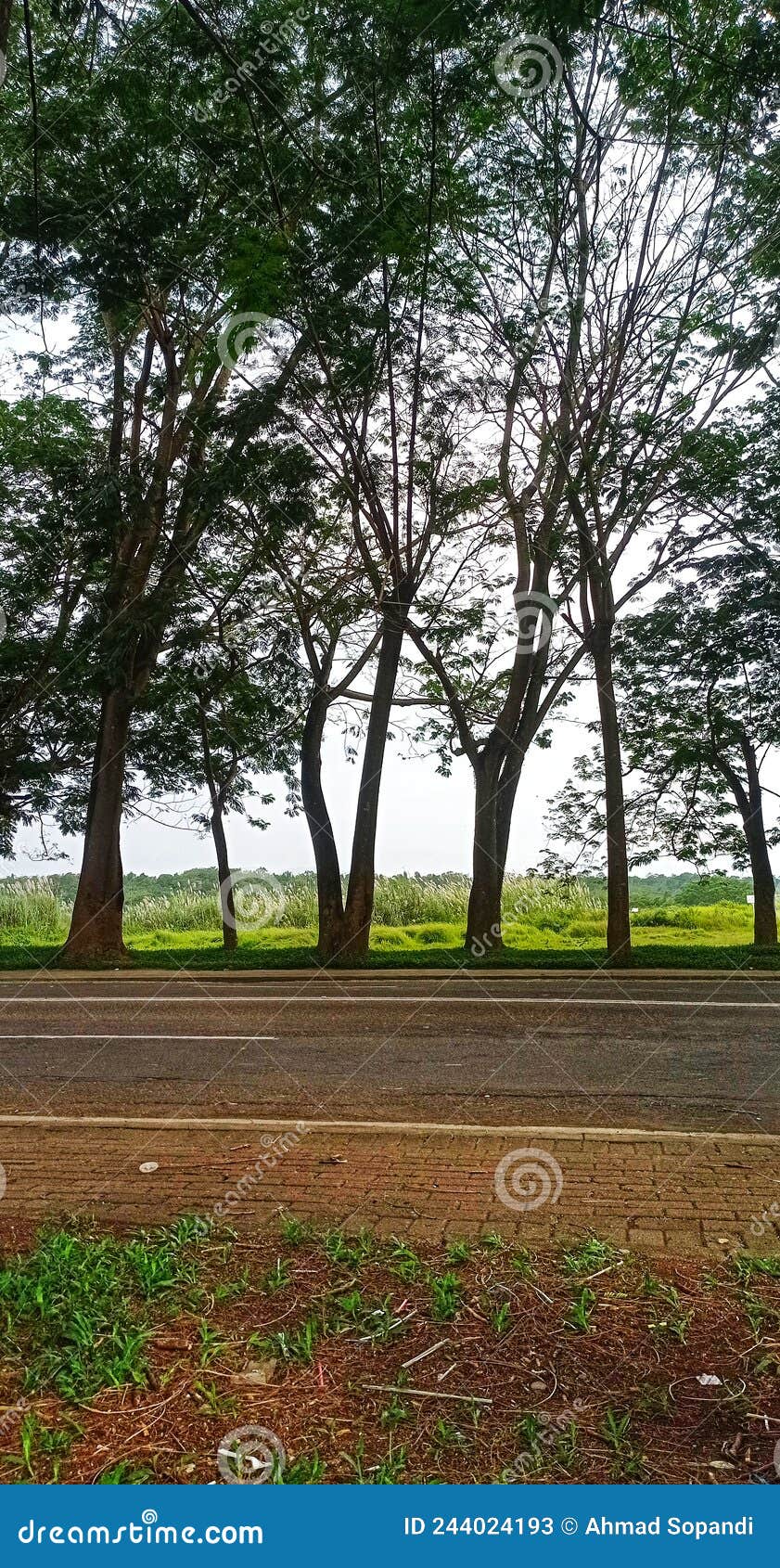 Street View with Trees beside Stock Image - Image of tree, branch ...