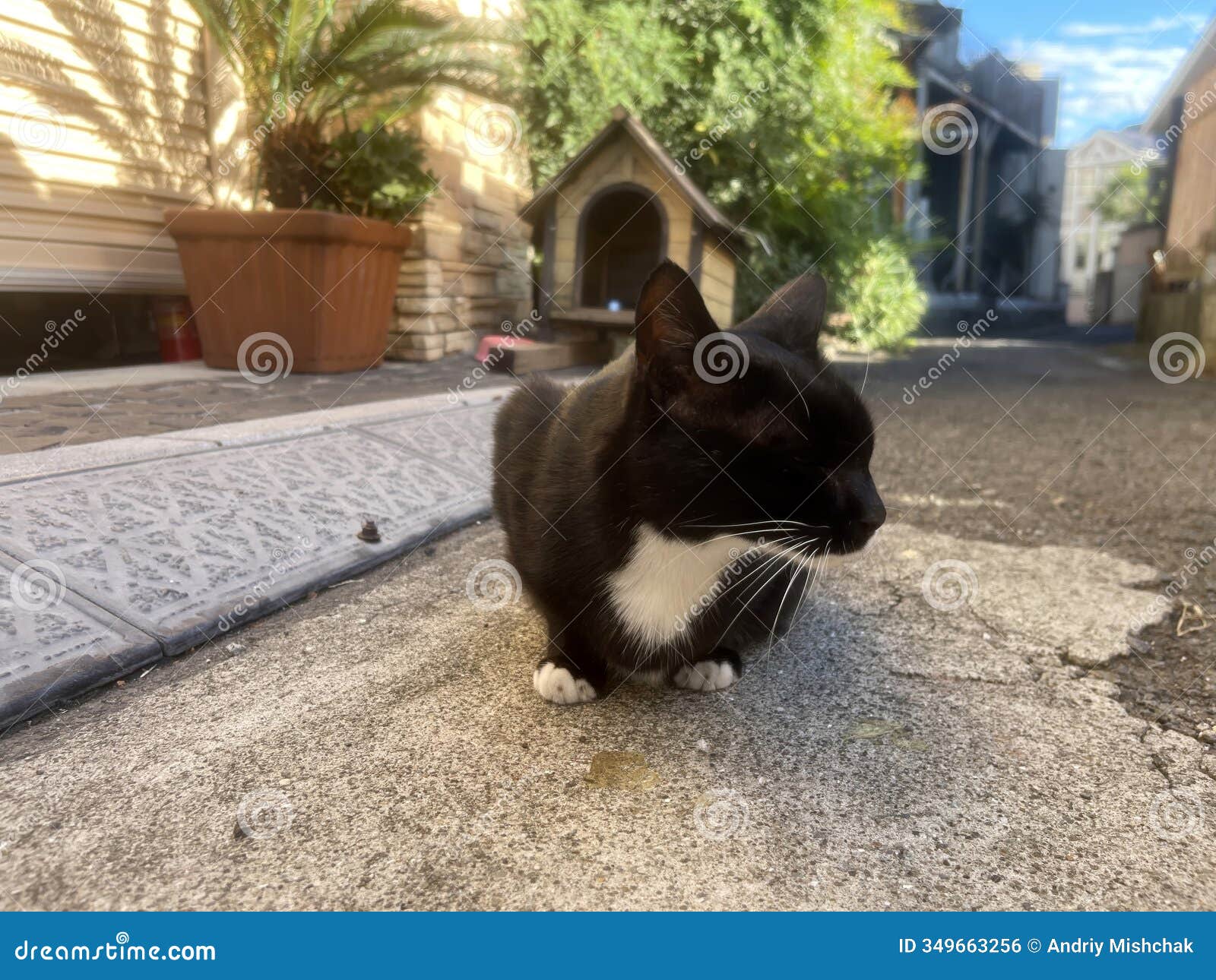 Streets Cat Lying Down on the Roadside in Japan Stock Photo - Image of ...