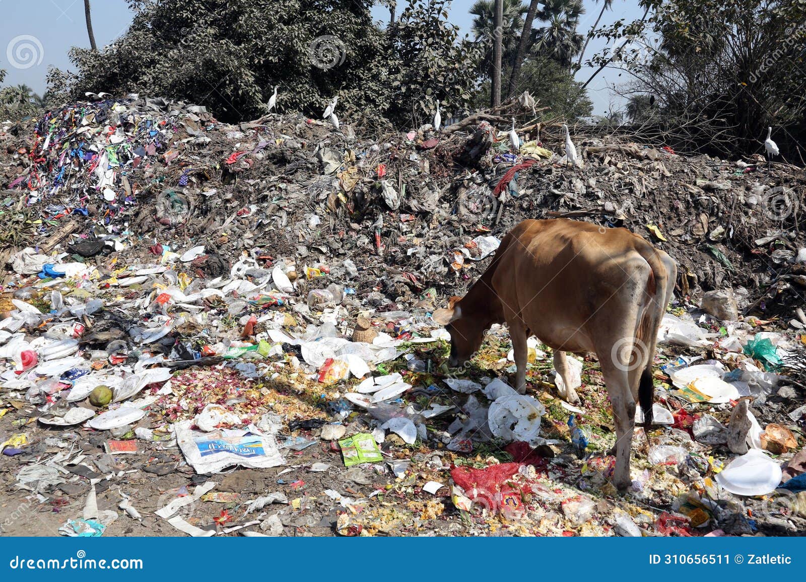 Streets of Kolkata, Animals in Trash Heap Stock Image - Image of dust ...