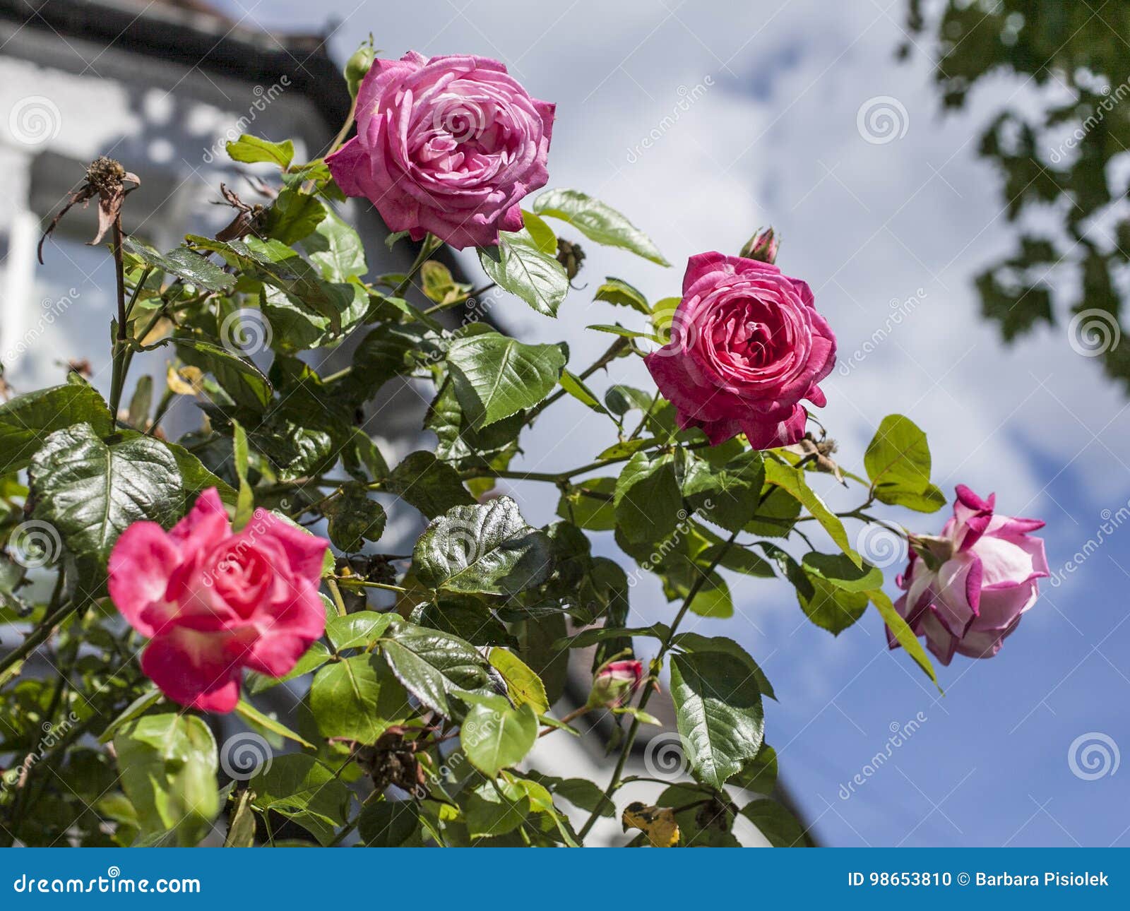 Streets of London, roses. stock photo. Image of colors - 98653810