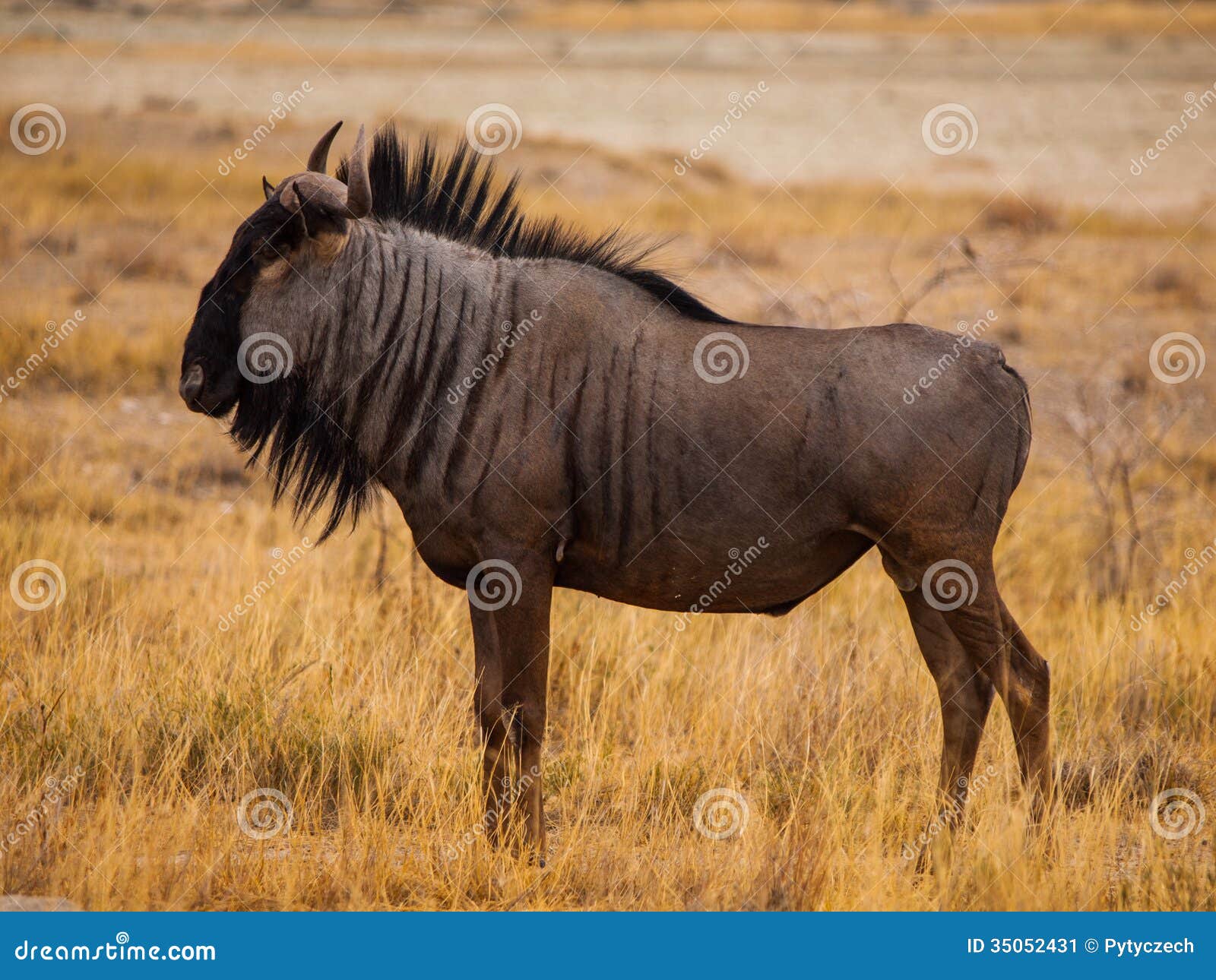 Streifengnu (Gnu) stockbild. Bild von grazer, naphtha - 35052431