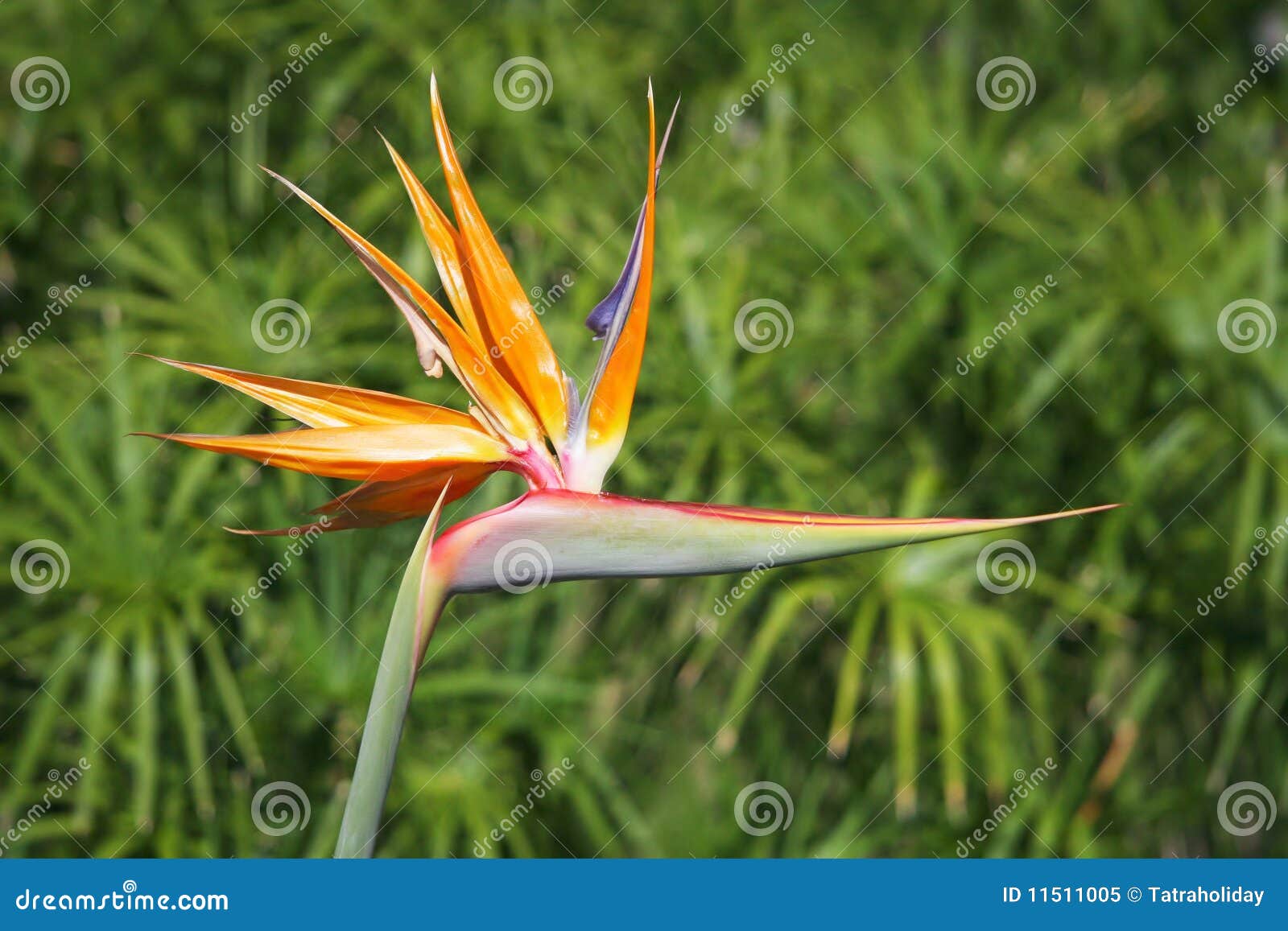 Strelicia flower stock image. Image of botanica, plant - 11511005