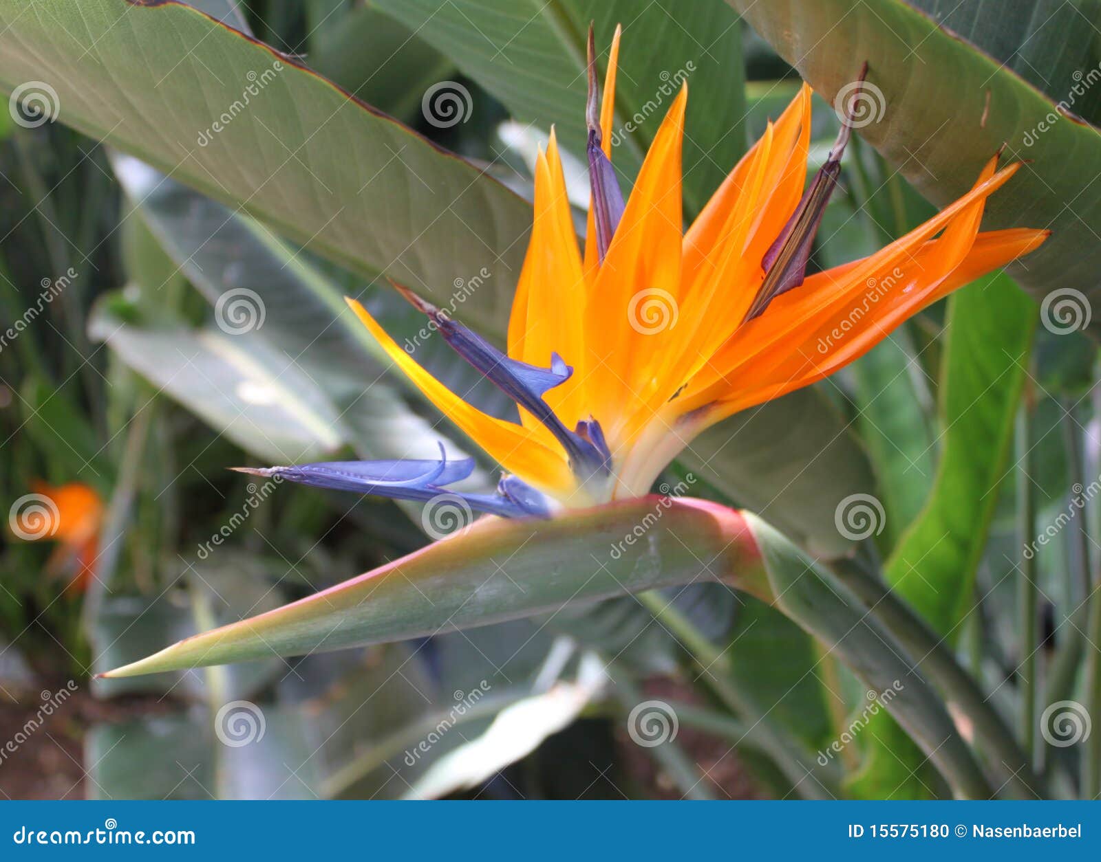 Strelicia Reginae stock photo. Image of portugal, tropical - 15575180