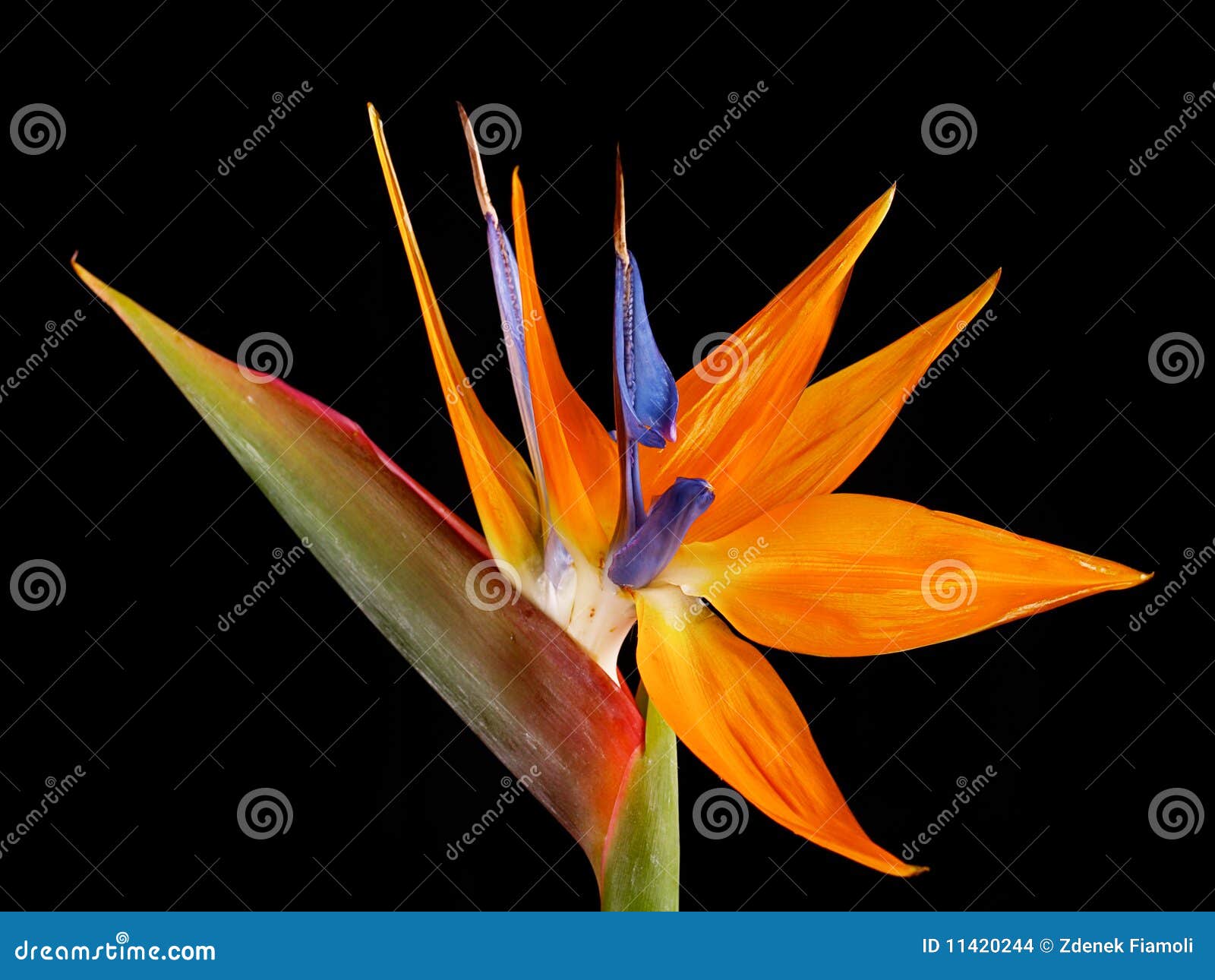 The strelitzia stock photo. Image of beautiful, strelitzia - 11420244