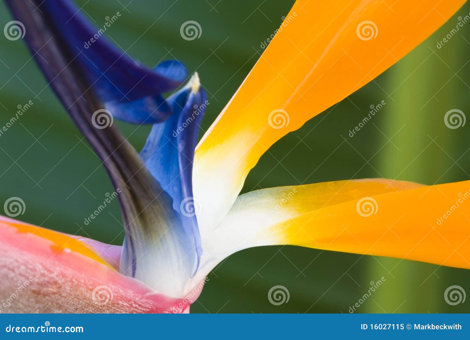Strelitzia stock image. Image of plant, orange, pollen - 16027115