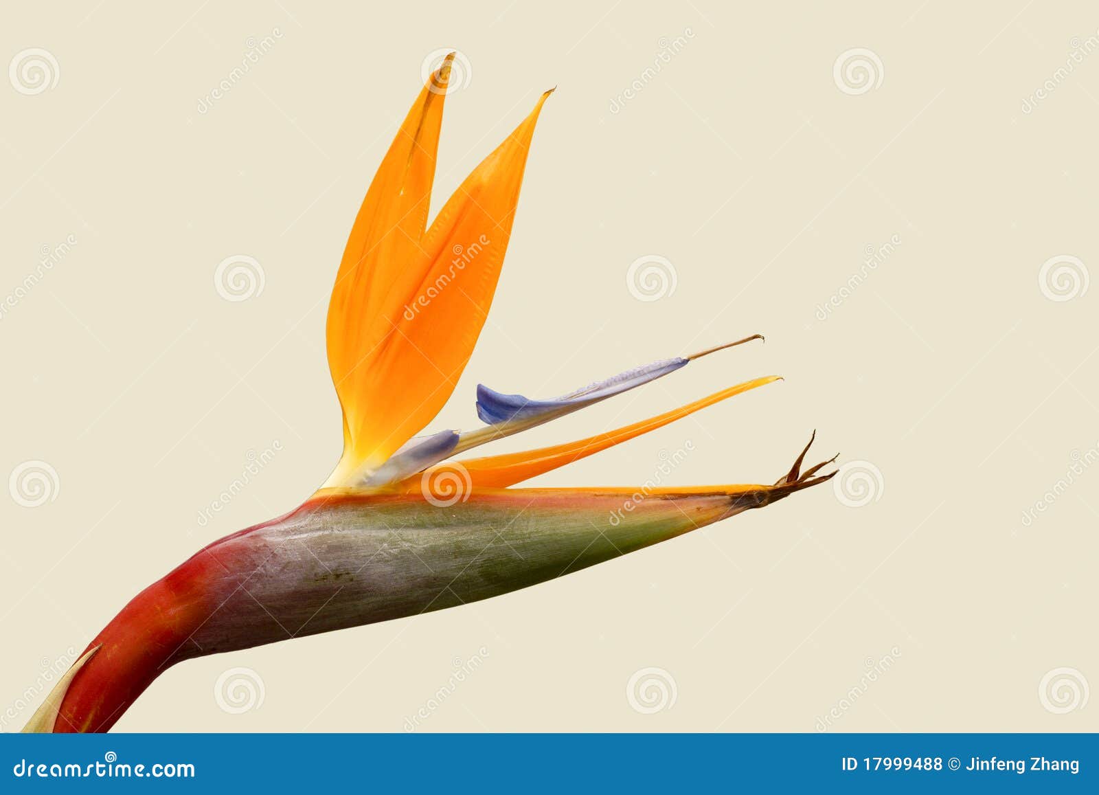 Strelitzia stock photo. Image of flower, plant, tropic - 17999488