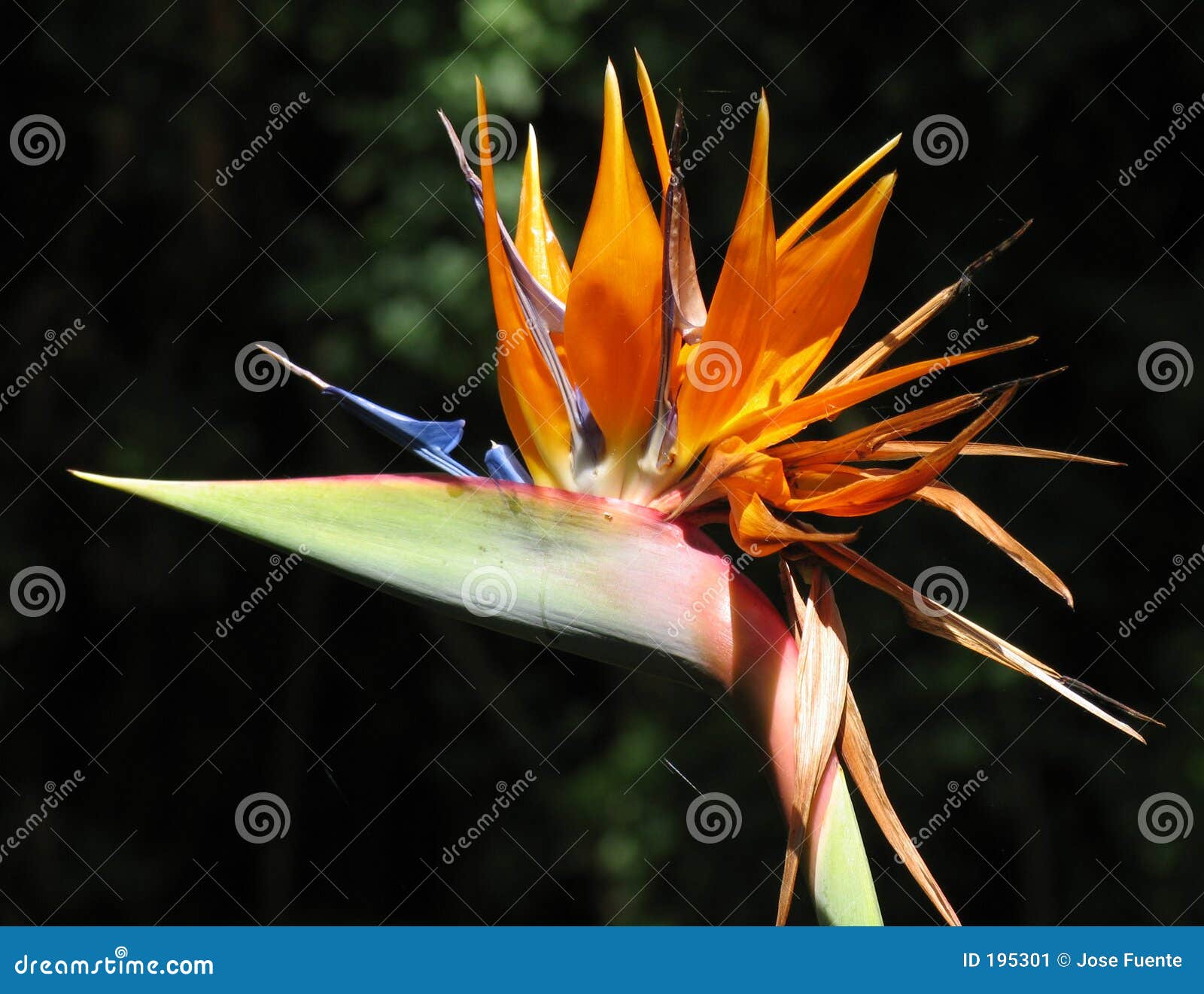 Strelitzia stock image. Image of reginae, strelitzia, bird - 195301