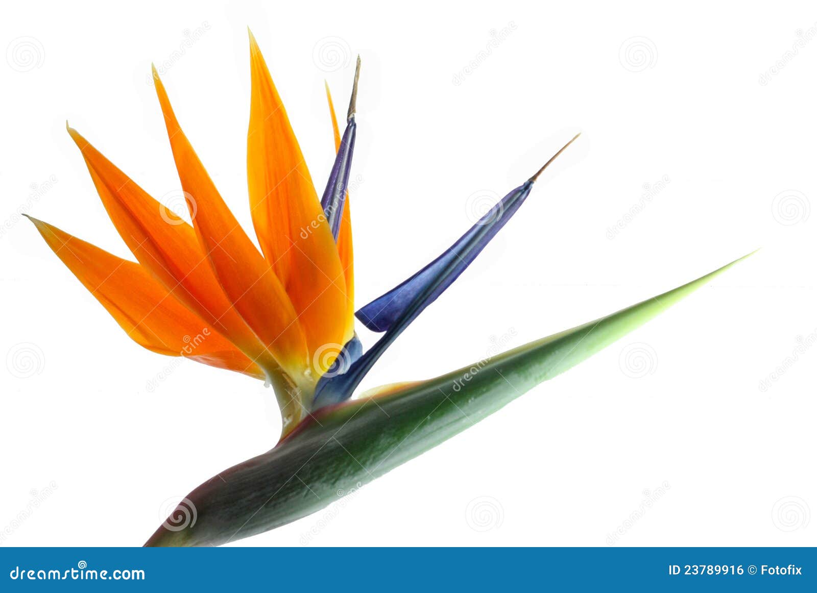 Strelitzia stock photo. Image of bird, reginae, blooming - 23789916