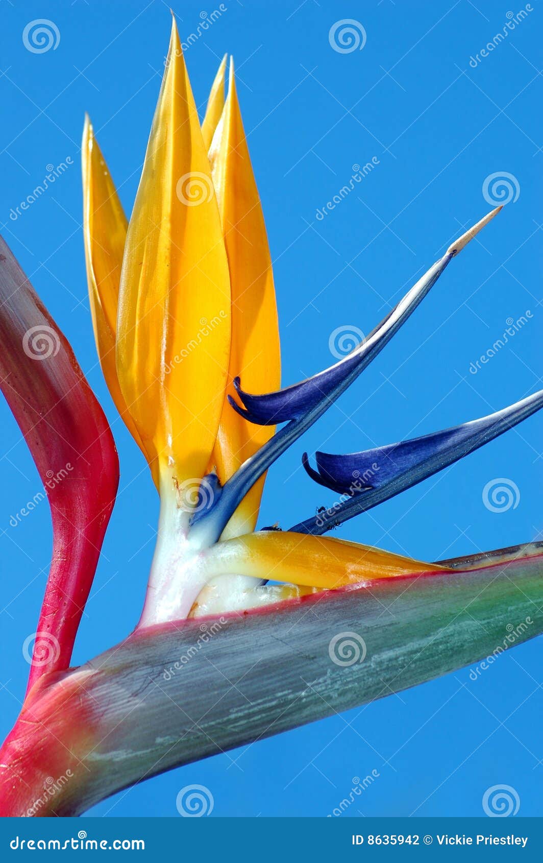 Strelitzia stock photo. Image of colour, botanical, nature - 8635942