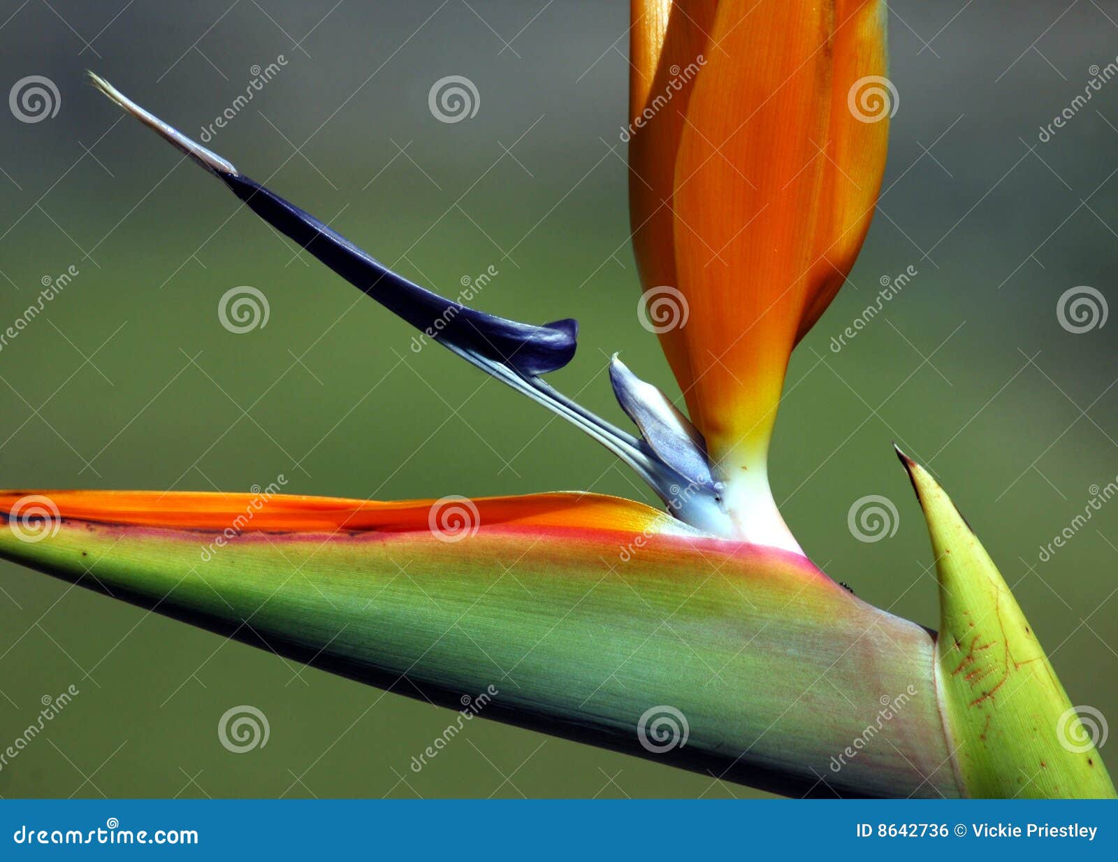 Strelitzia stock photo. Image of botanical, blue, depth - 8642736