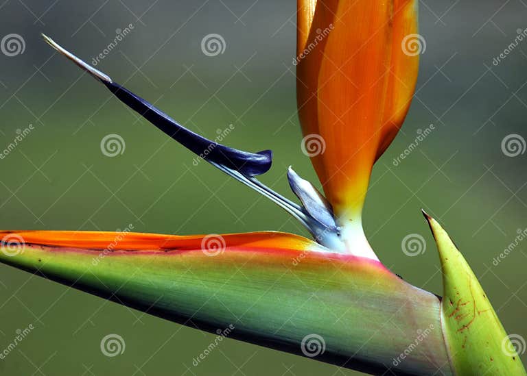 Strelitzia stock photo. Image of botanical, blue, depth - 8642736
