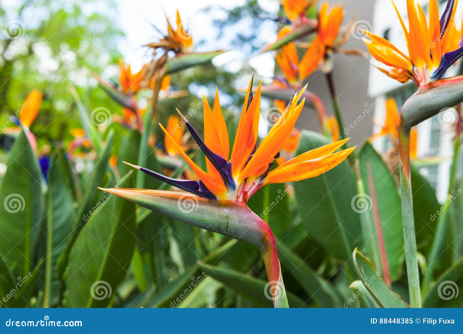 Strelitzia stock image. Image of africa, garden, magnoliophyta - 88448385