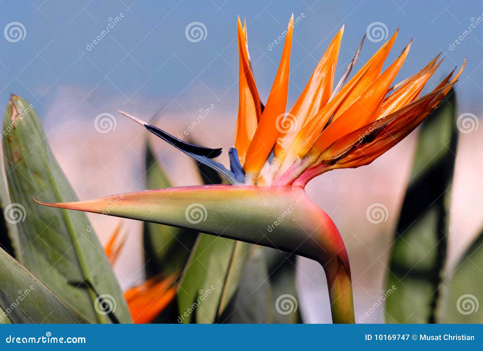 Strelitzia flower stock image. Image of orange, spathe - 10169747