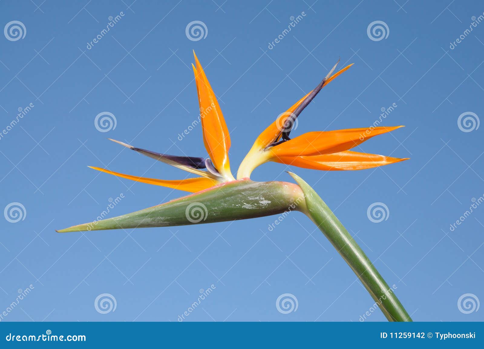 Strelitzia Flower stock photo. Image of bird, flower - 11259142