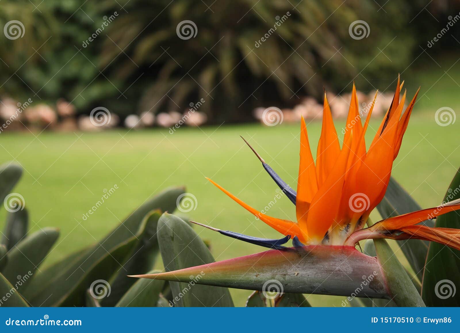 Strelitzia flower stock photo. Image of orange, vegetation - 15170510