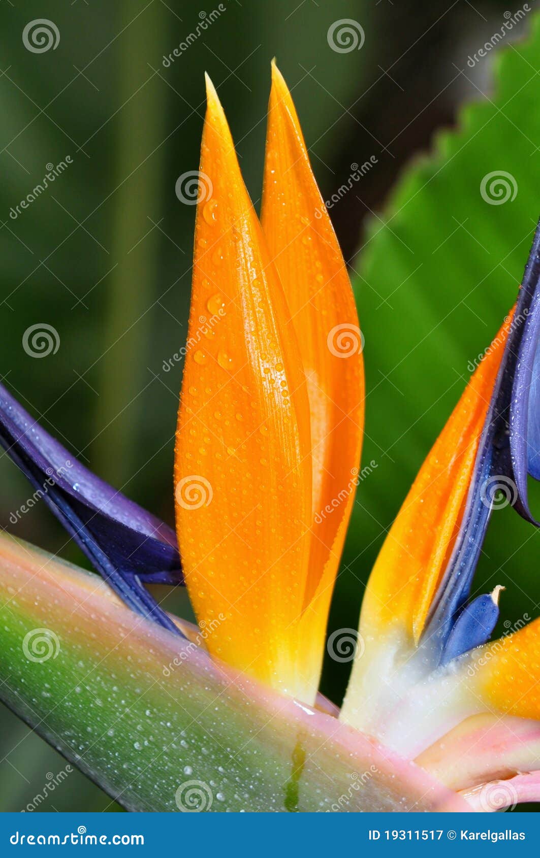 Strelitzia flower stock image. Image of crane, garden - 19311517
