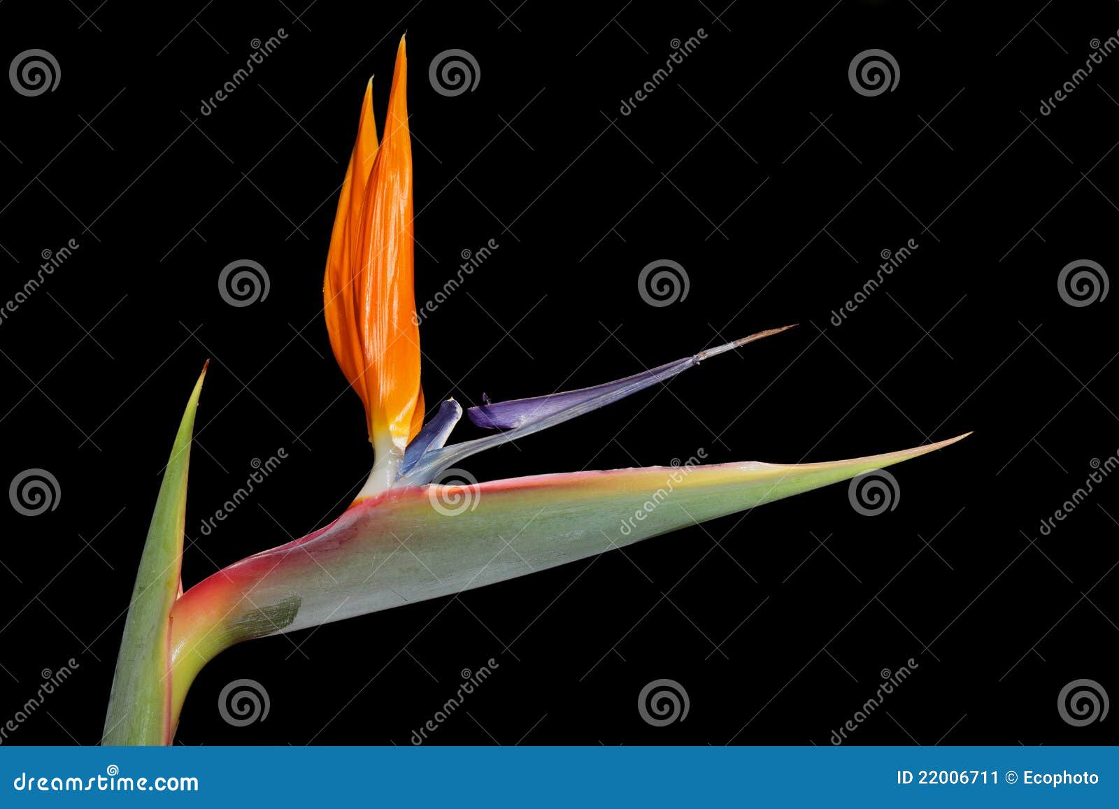 Strelitzia flower stock image. Image of nature, closeup - 22006711