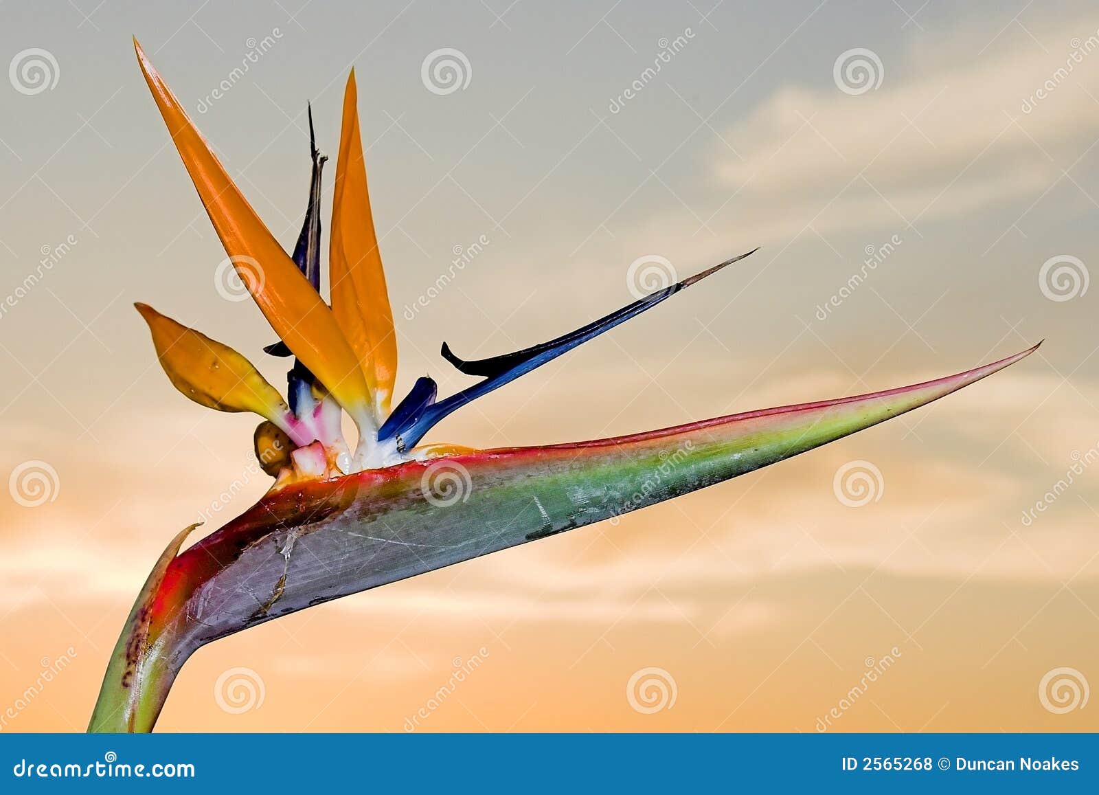 Strelitzia Flower stock photo. Image of spike, spiky, plant - 2565268