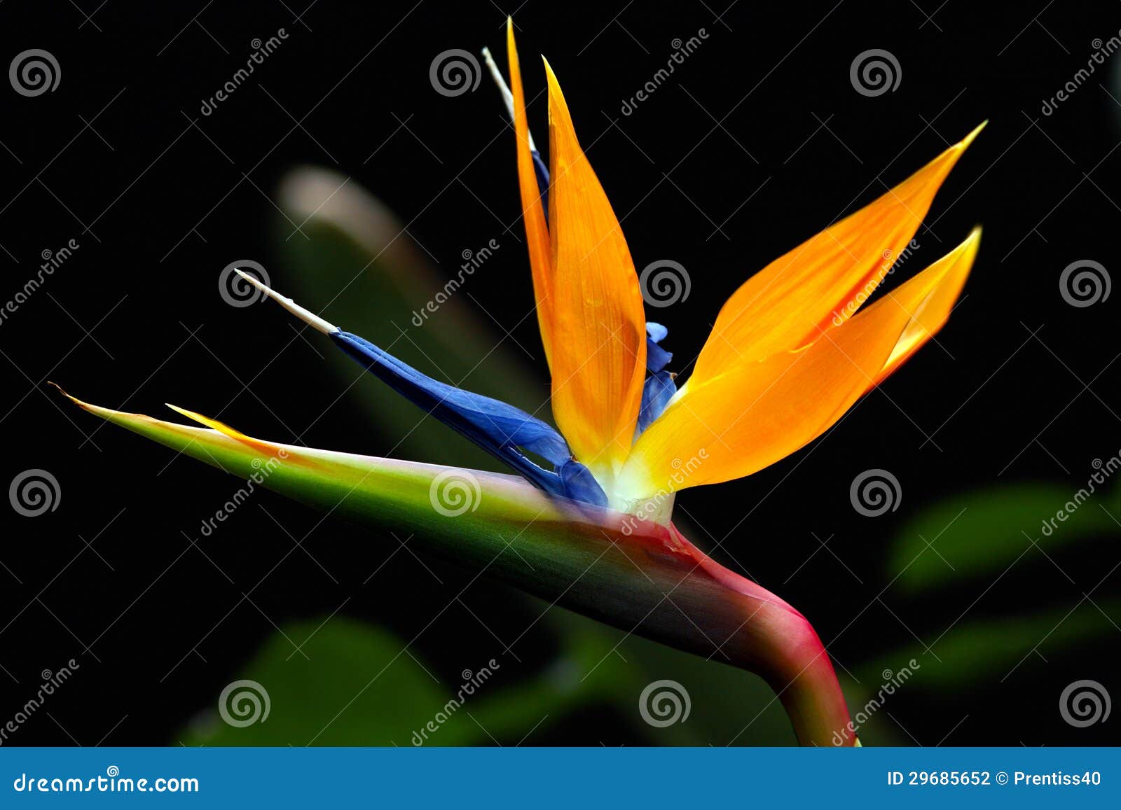 Strelitzia flower stock photo. Image of leaves, multicolor - 29685652