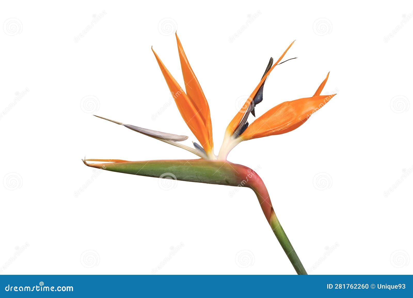 Strelitzia Flower Also Known As Bird of Paradise Stock Photo - Image of ...