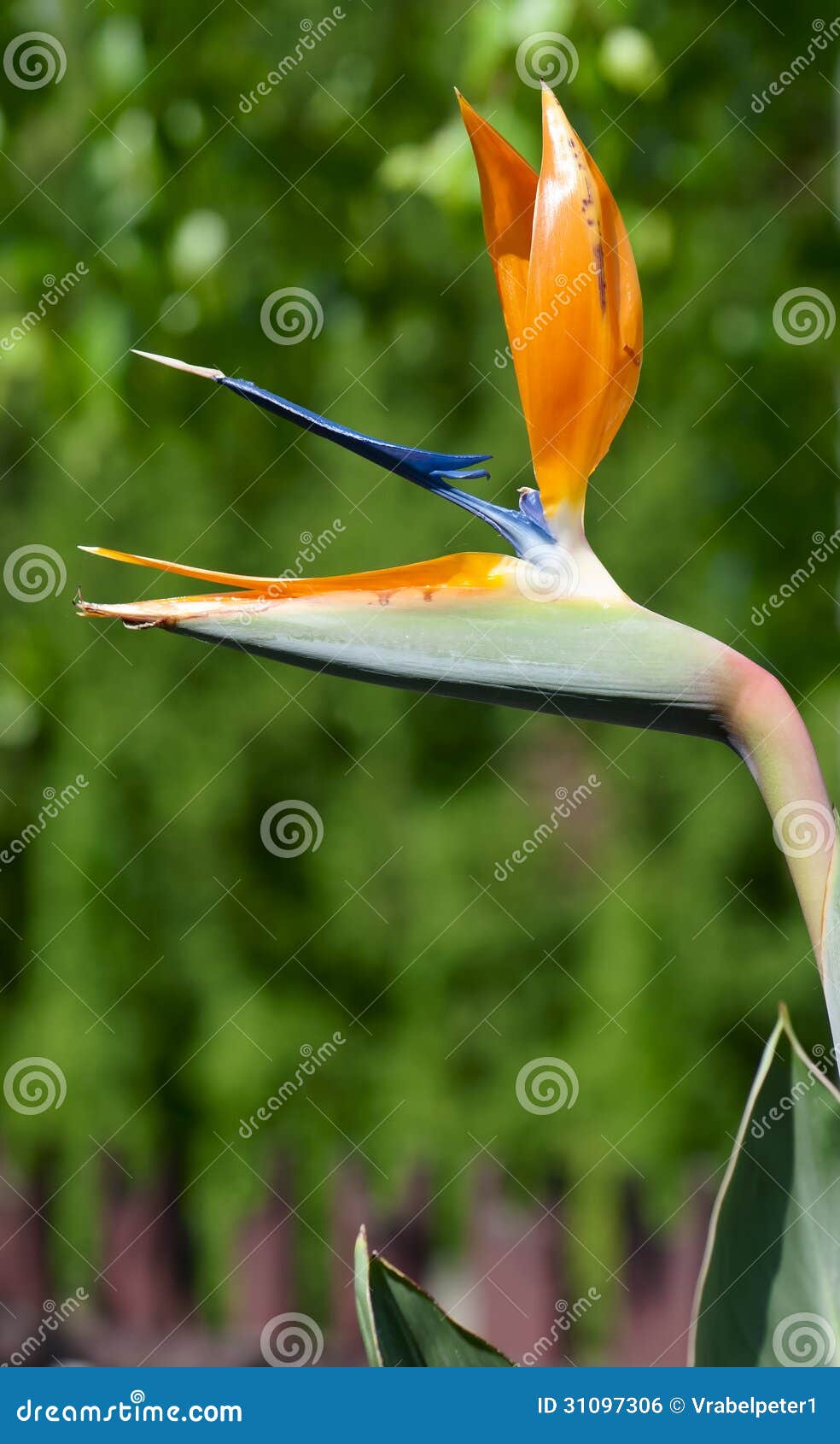 Strelitzia flower stock photo. Image of natural, nature - 31097306
