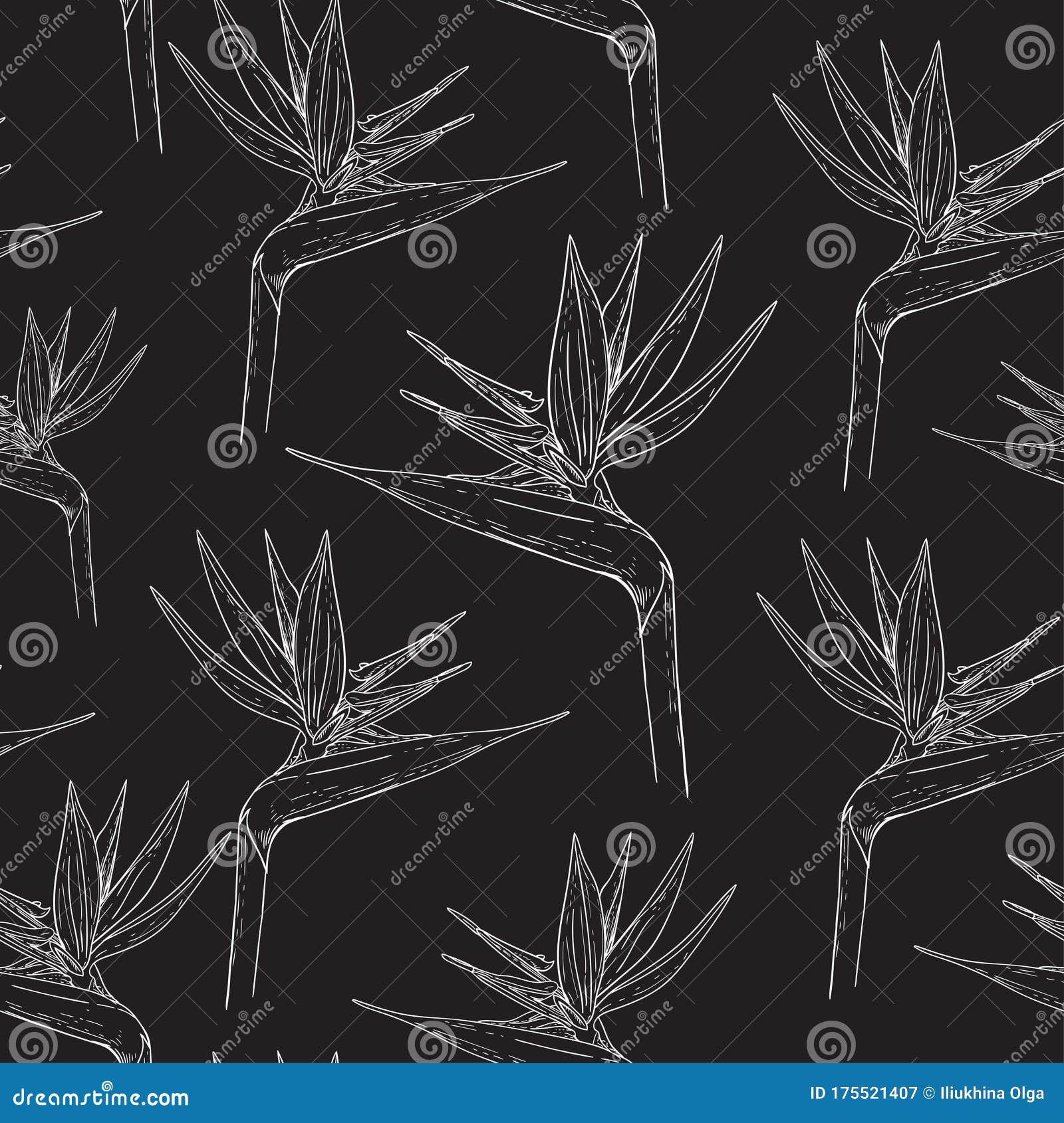 Strelitzia Flowers in a White Outline on a Black Background Stock ...