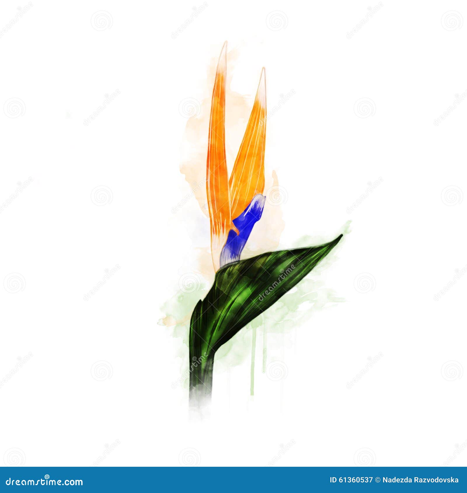 Strelitzia stock illustration. Illustration of exotic - 61360537