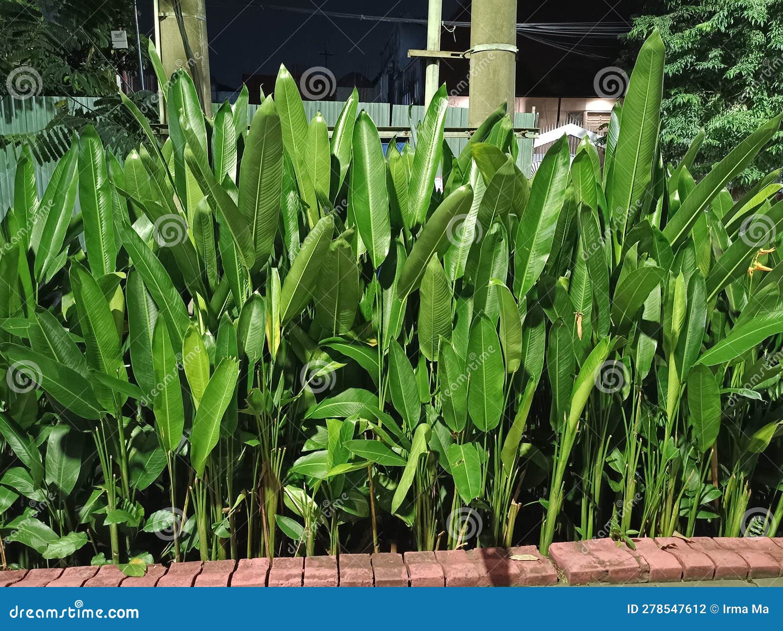 Strelitzia Nicolai Giant White Bird of Paradise Stock Photo - Image of ...