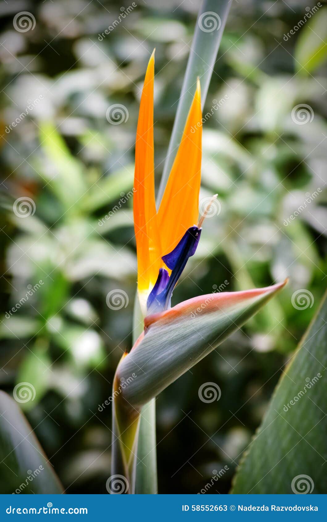 Strelitzia stock image. Image of flower, plant, blooming - 58552663