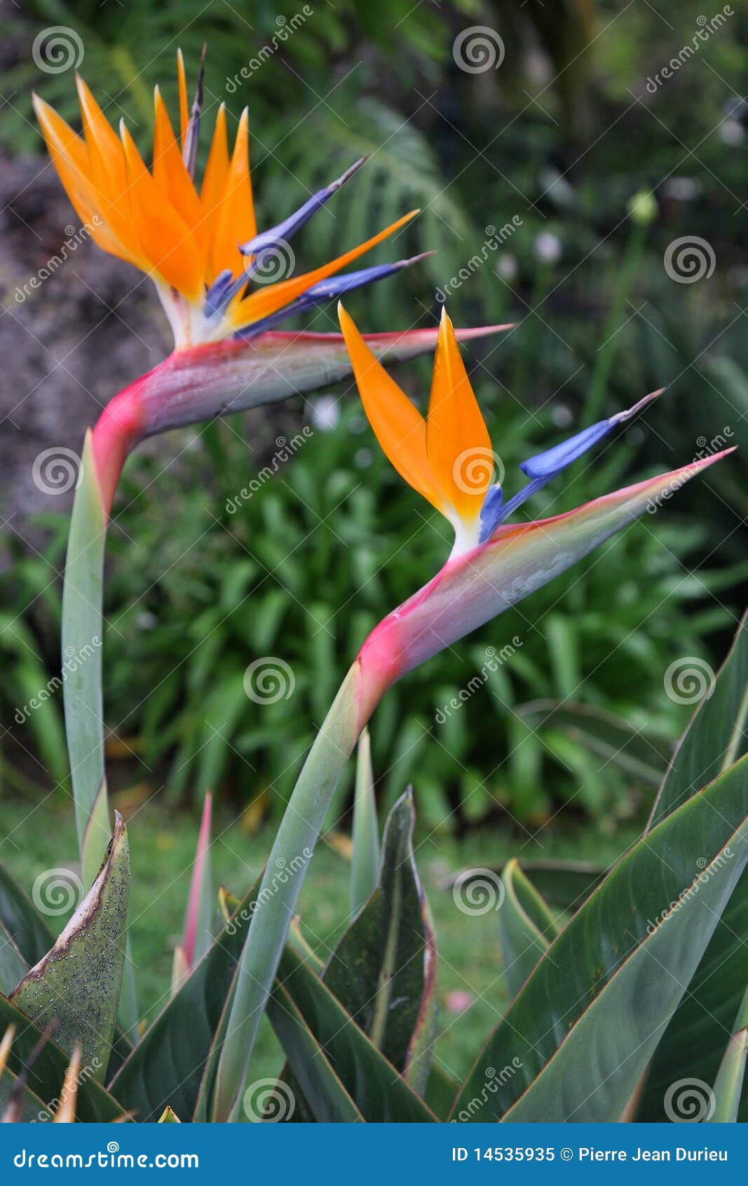 Strelitzia reginae stock image. Image of flower, madeira - 14535935