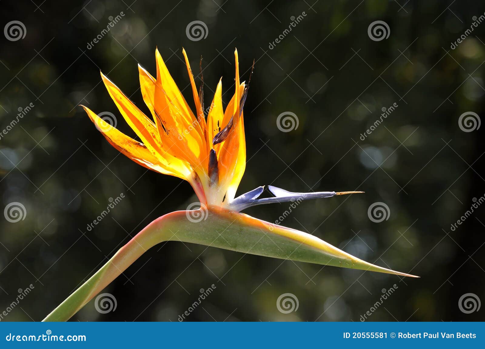 Strelitzia reginae stock image. Image of sunny, charlotte - 20555581