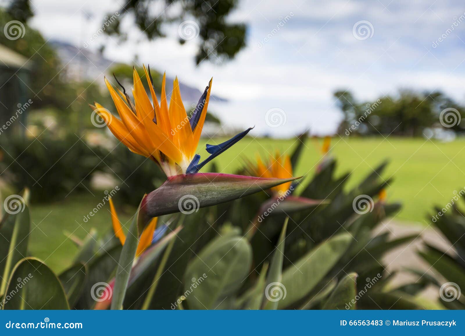 Strelitzia Reginae, a Bird of Paradise Stock Image - Image of africa ...